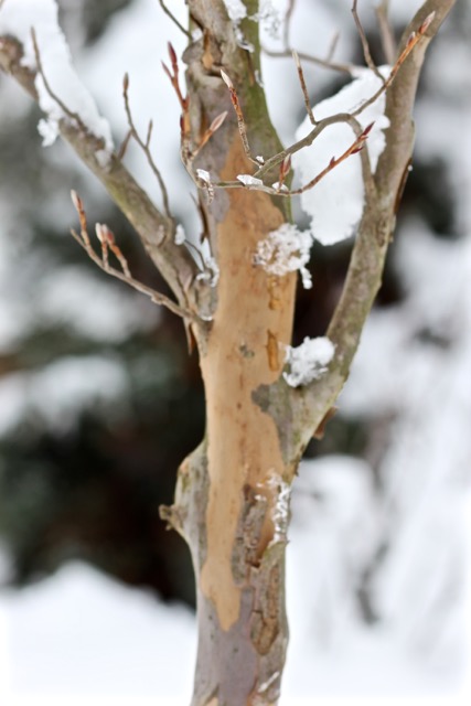 Winter Bark - Fine Gardening