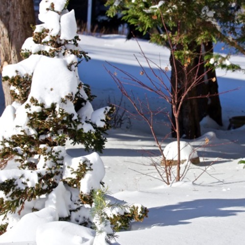Winter Bark - Fine Gardening