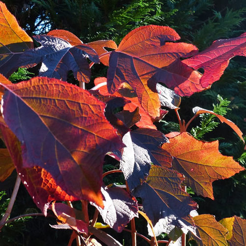 Hydrangeas in December Sunlight - Fine Gardening