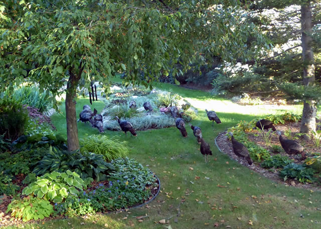 Wild Turkeys in the Garden - Fine Gardening