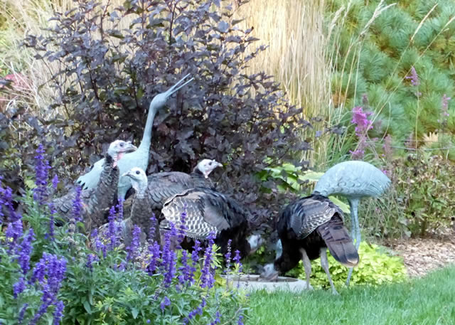 Wild Turkeys in the Garden - Fine Gardening