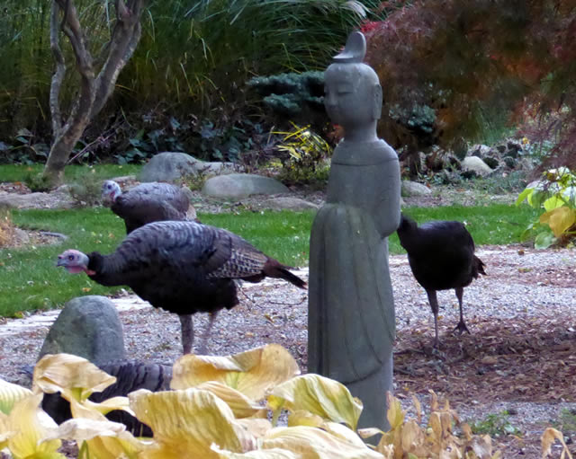 Wild Turkeys in the Garden - Fine Gardening