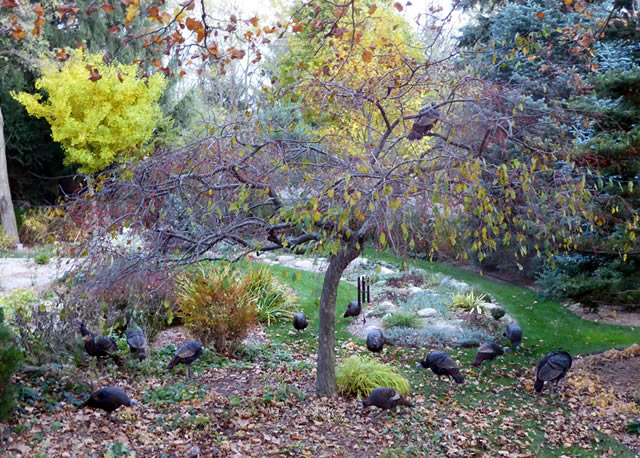 Wild Turkeys in the Garden - Fine Gardening