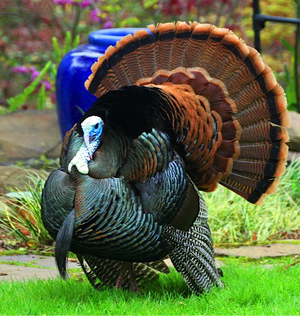 A Time for Thanks - Fine Gardening