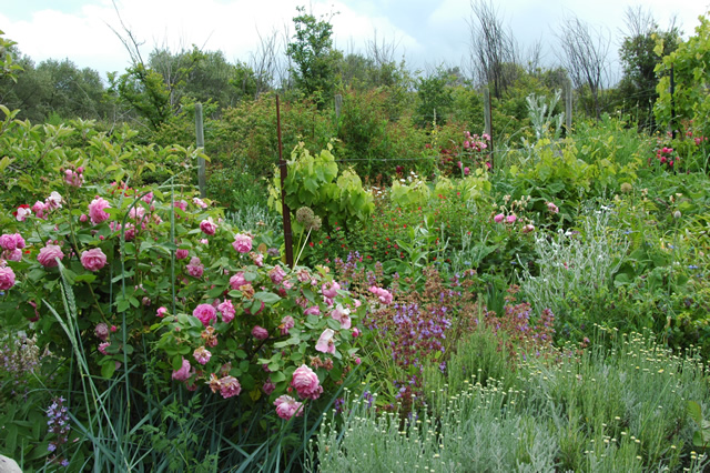 A Dry Mediterranean Garden - Fine Gardening