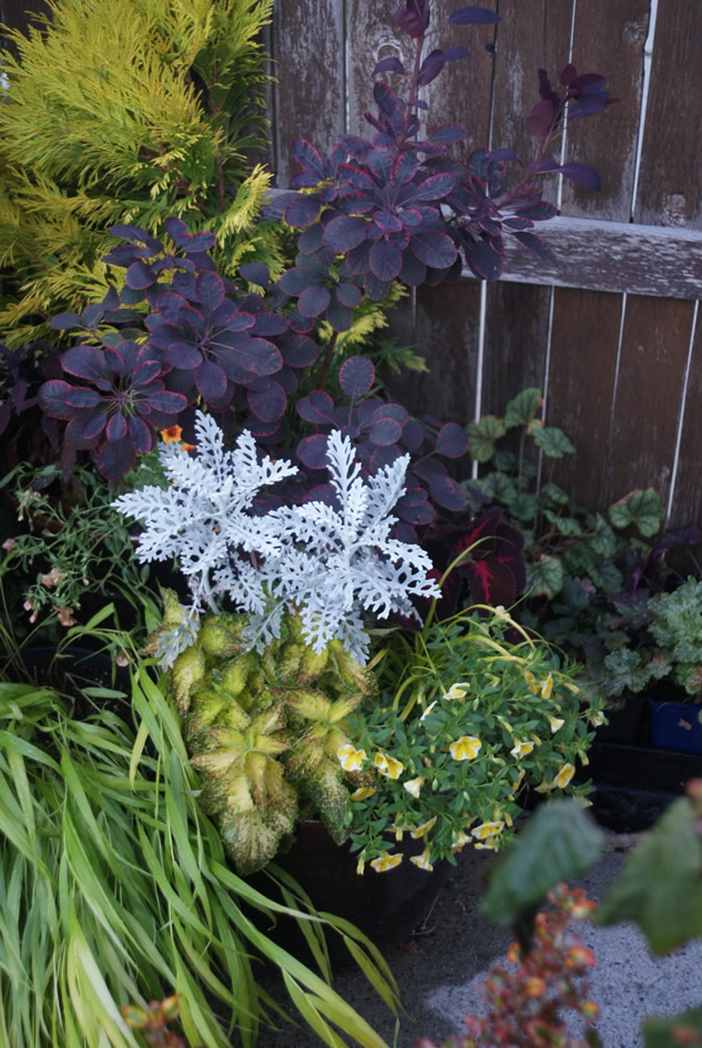 Containers that Delight - Fine Gardening
