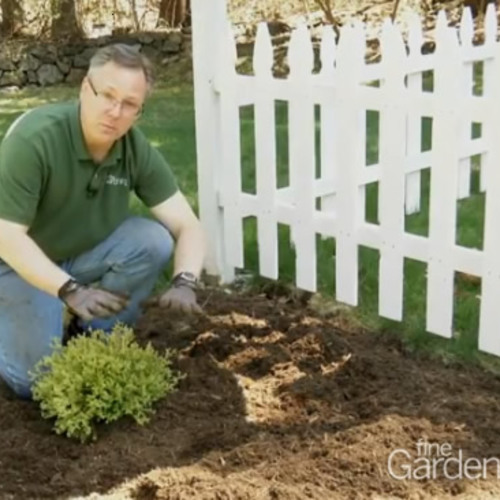 How to Plant a Shrub - Fine Gardening