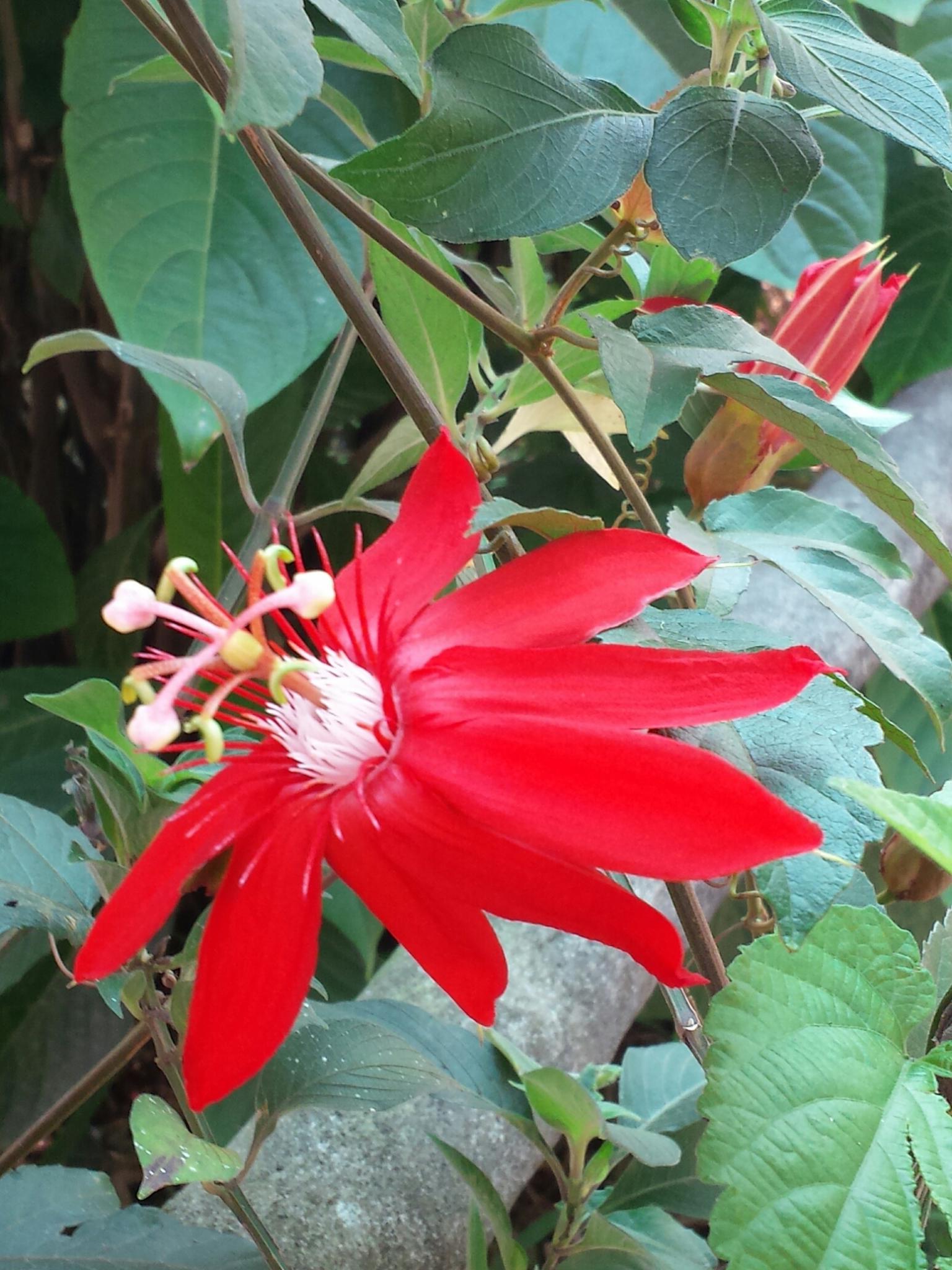 The foliage and flowers of Costa Rica, Day 1 - Fine Gardening