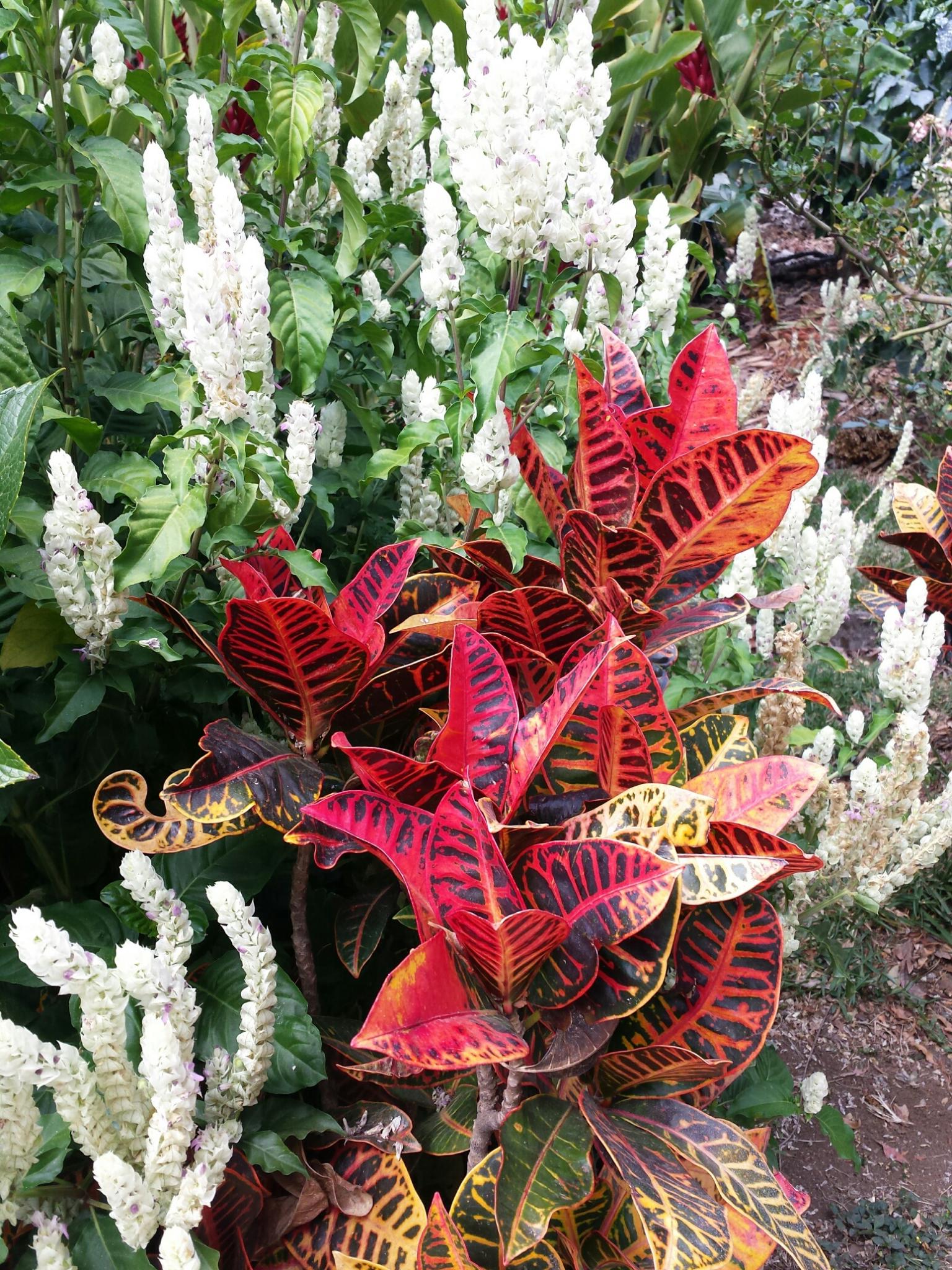 The foliage and flowers of Costa Rica, Day 1 - Fine Gardening