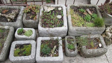 Make a Hypertufa Trough - FineGardening