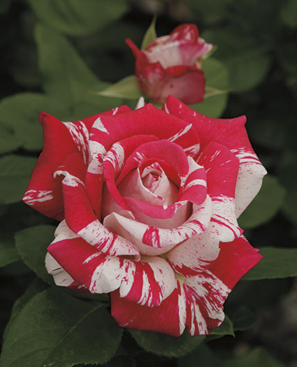 New Roses From Weeks Roses - Fine Gardening