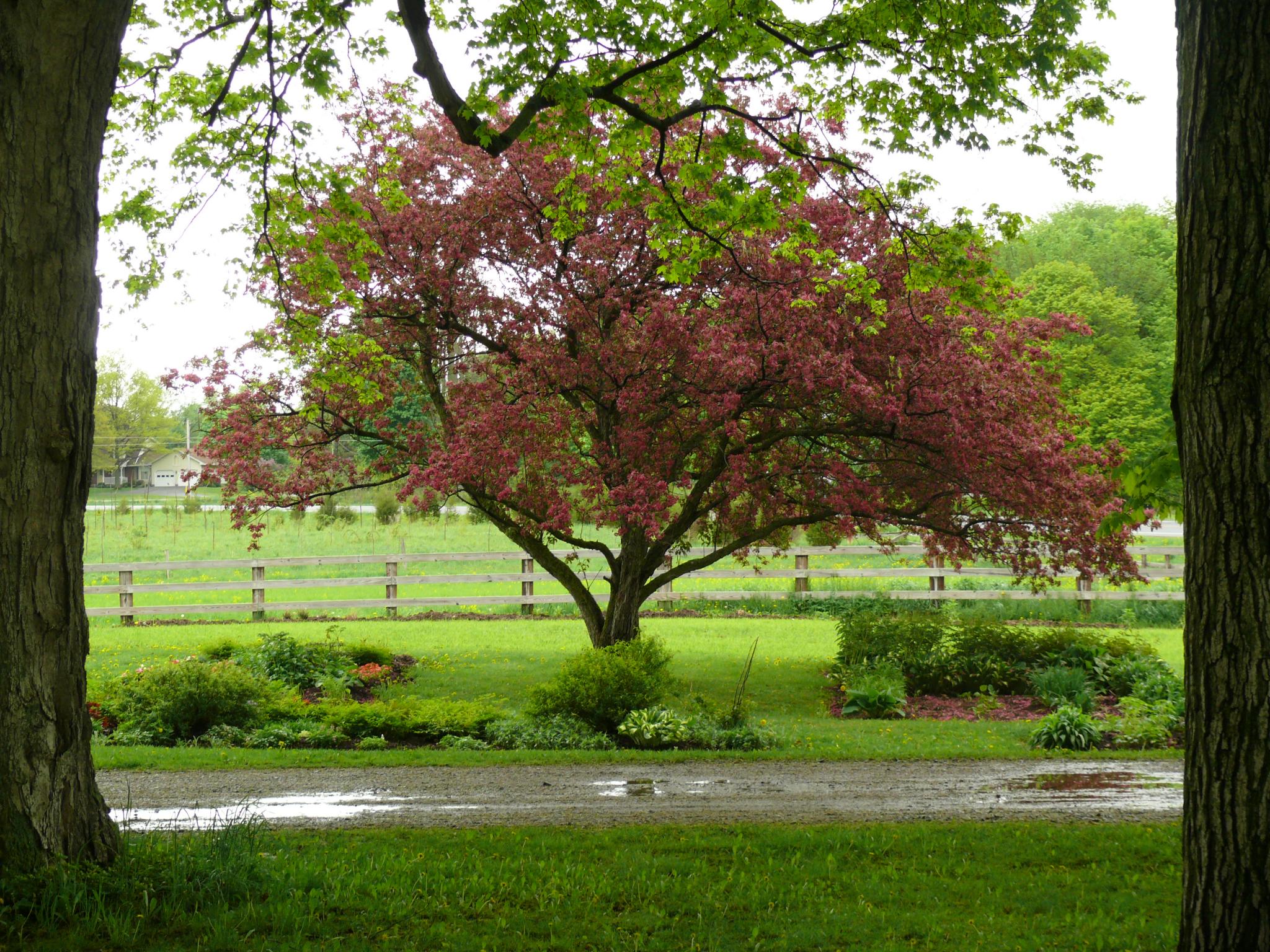 Emily's garden in New York, Day 1 - Fine Gardening
