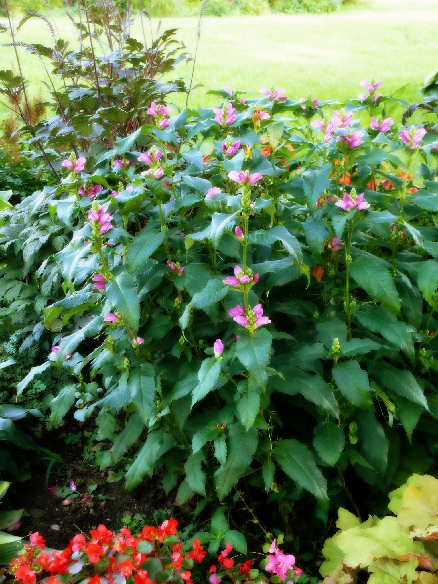 Emily's garden in New York, Day 1 - Fine Gardening