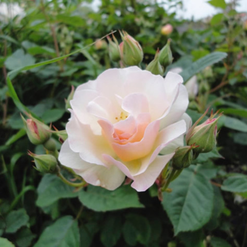 Things are Looking Rosey - Fine Gardening