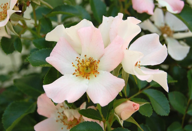 Four New Roses From Star Roses & Plants - Fine Gardening