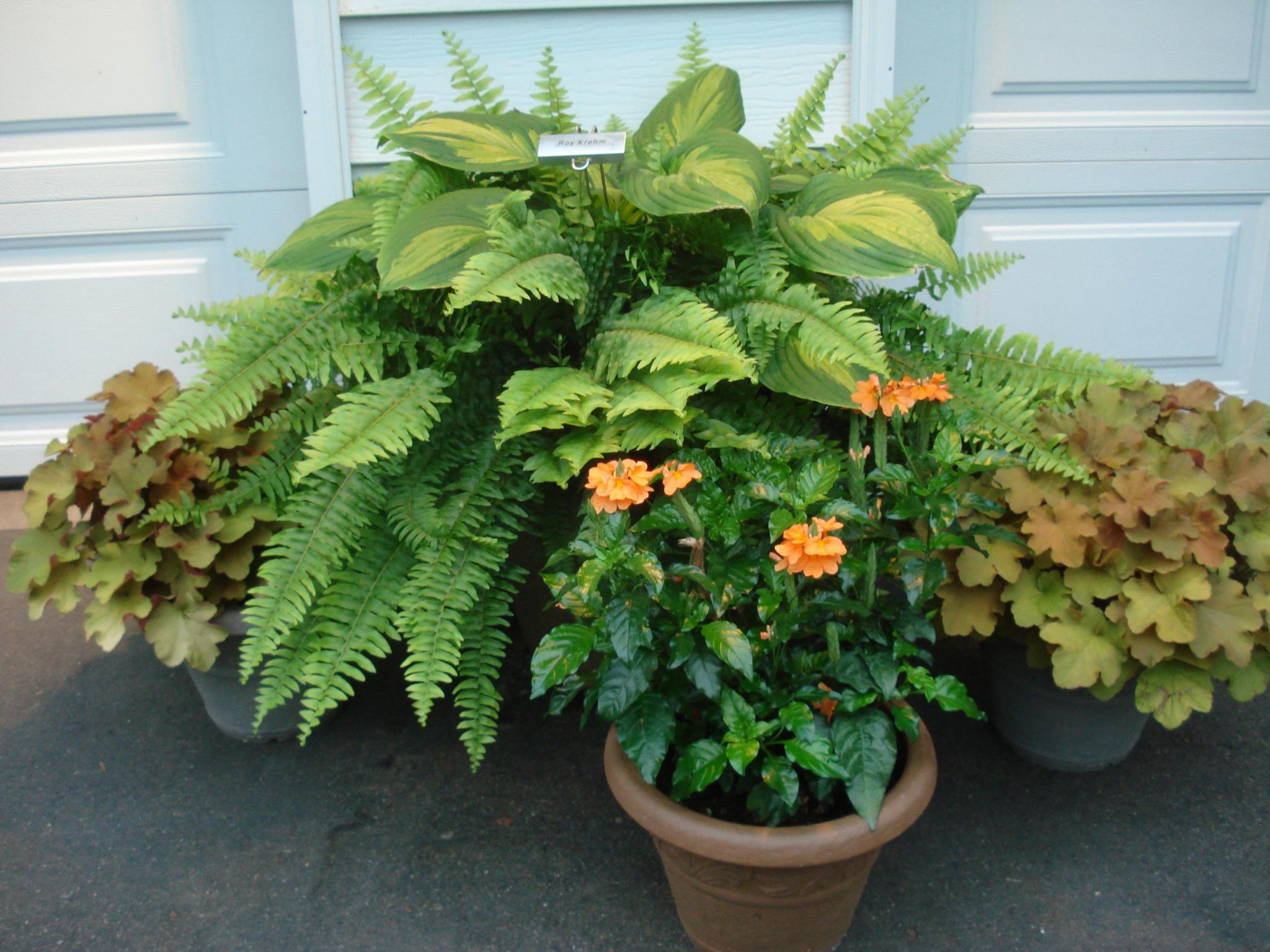 Containers by Lynn in Wisconsin - Fine Gardening