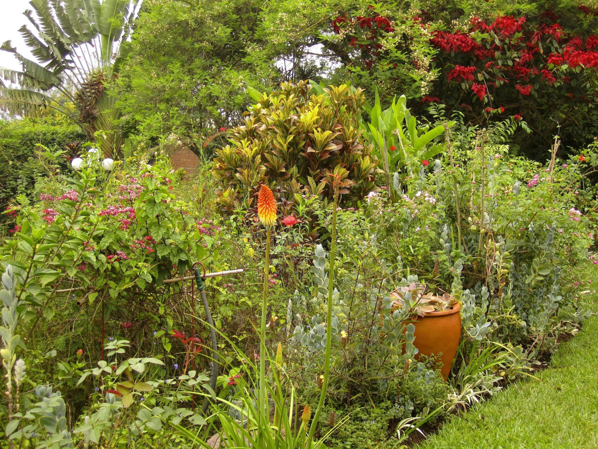 Saying goodbye to Cynthia's garden in Rwanda, Day 1 - Fine Gardening