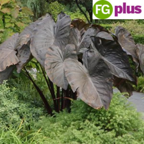 Ask the Expert: Jason Reeves - Fine Gardening