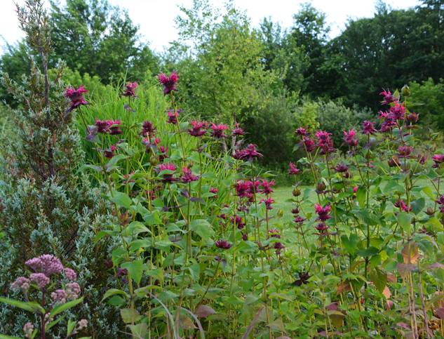 John's almost-all-native garden in New Jersey, revisited - Fine Gardening