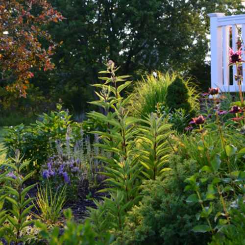 John's almost-all-native garden in New Jersey, revisited - Fine Gardening