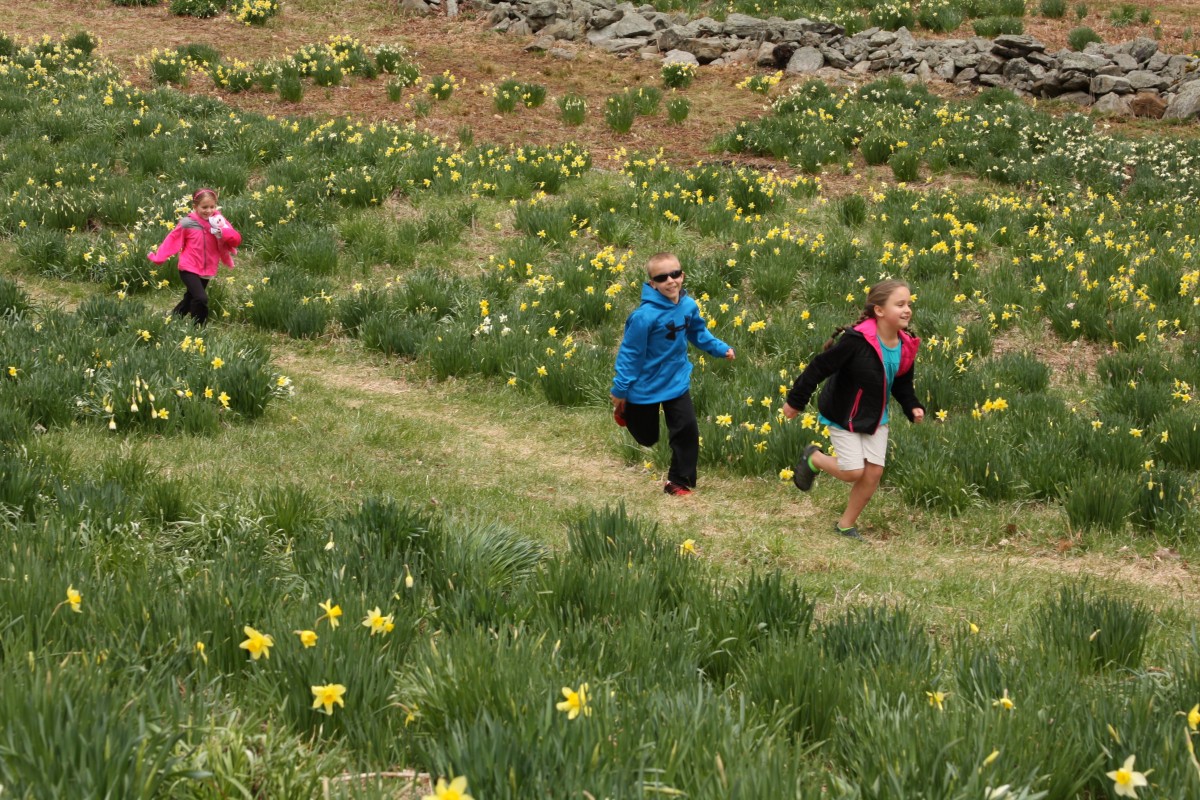 Fields of daffodils in Connecticut - Fine Gardening