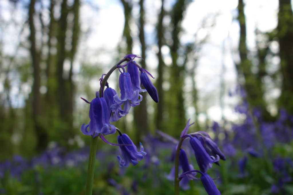 Tiptoe through the bluebells - Fine Gardening