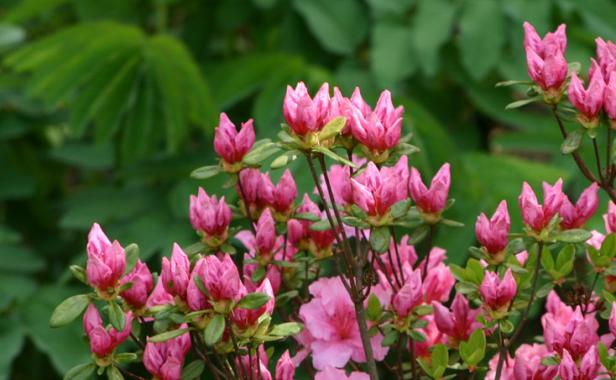 Fine Gardening Wallpaper - Rhododendron 'Pink Discovery' - Fine Gardening