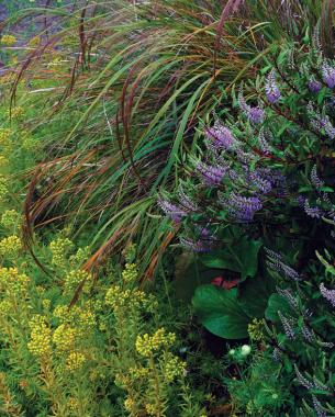 Be Bold With Fine-Textured Plants
