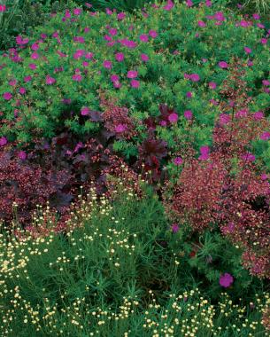 Be Bold With Fine-Textured Plants