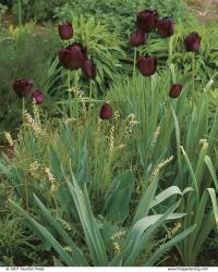 Weave a Garden of Self-Sown Splendor - Fine Gardening