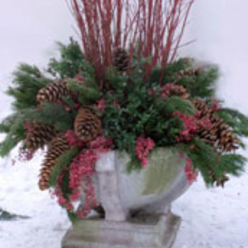 7 Winter Container Ideas - FineGardening