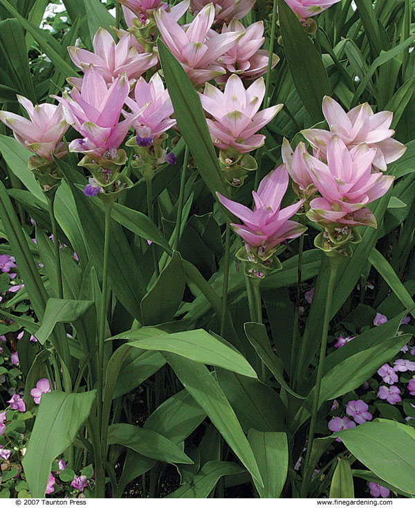 Overwintering Tender Plants - Fine Gardening