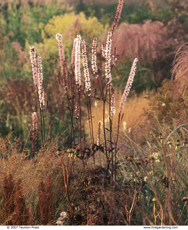 27 Perennials With Long-lasting Appeal - FineGardening