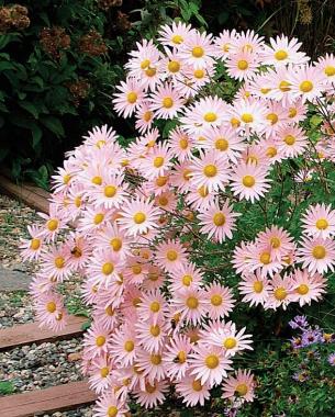 Pink Plants for Fall - Fine Gardening