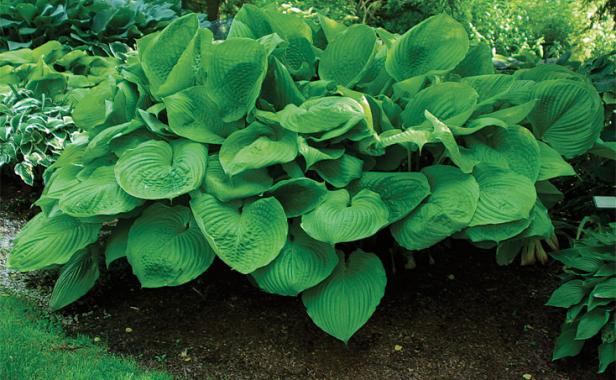 The Experts' Top Ten - Fine Gardening