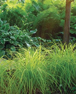 Amazing Sedges for Every Situation - Fine Gardening