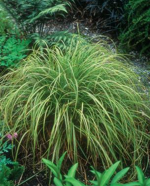 Amazing Sedges for Every Situation - Fine Gardening