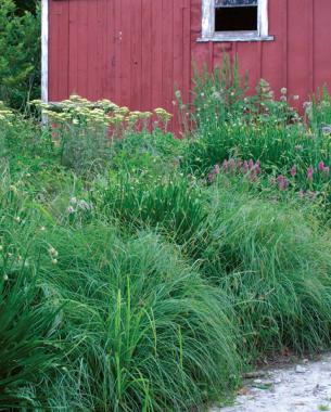 Amazing Sedges for Every Situation - Fine Gardening
