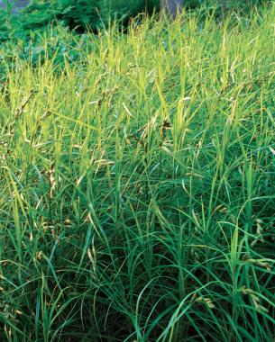 Amazing Sedges for Every Situation - Fine Gardening