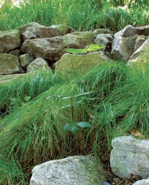 Amazing Sedges for Every Situation - Fine Gardening