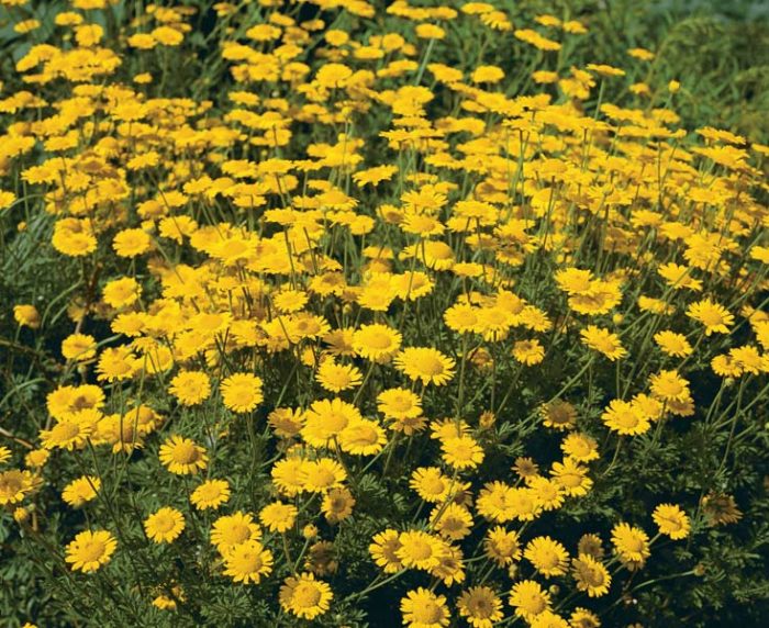 Perennial Daisies - Fine Gardening