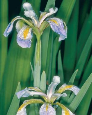 Wild Irises Extend the Bloom Season - Fine Gardening