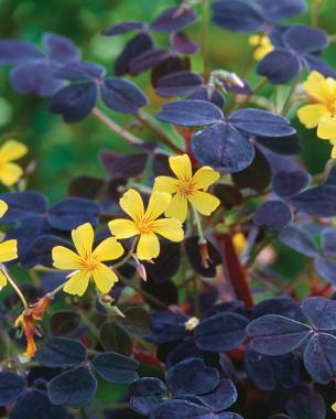 Brightening Damp Shade - Fine Gardening