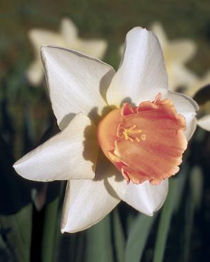 Classic Daffodils - Fine Gardening