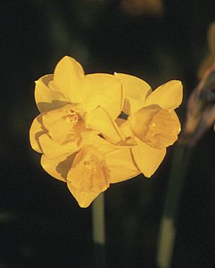 Classic Daffodils - Fine Gardening