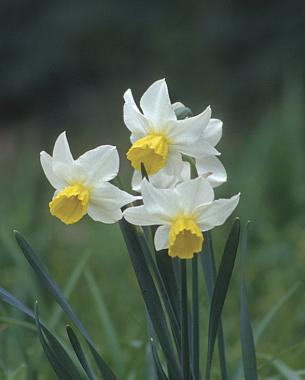 Classic Daffodils - Fine Gardening