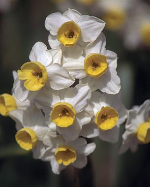 Classic Daffodils - Fine Gardening