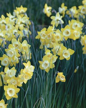 Classic Daffodils - Fine Gardening