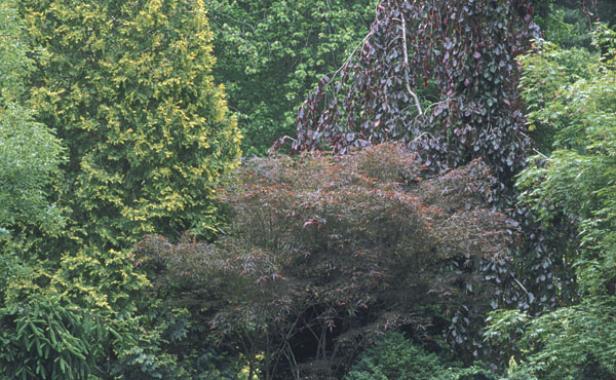 A Bold Border of Trees and Shrubs - Fine Gardening
