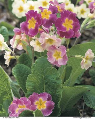 How to Grow Primroses - A Love Note to a Flower